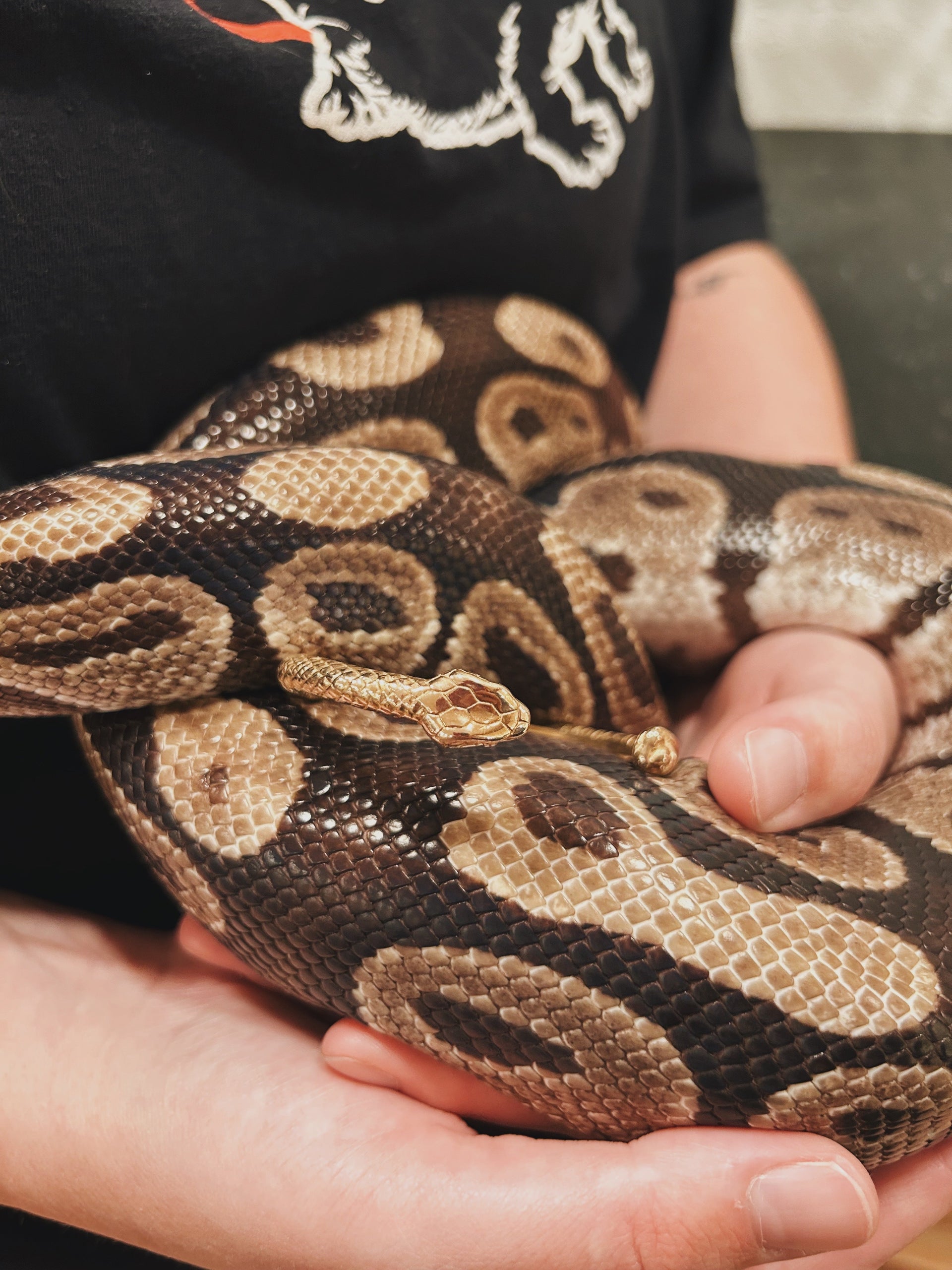 MIMOSA Celebrates World Snake Day with Baton Rouge's Reptile Rescue ...